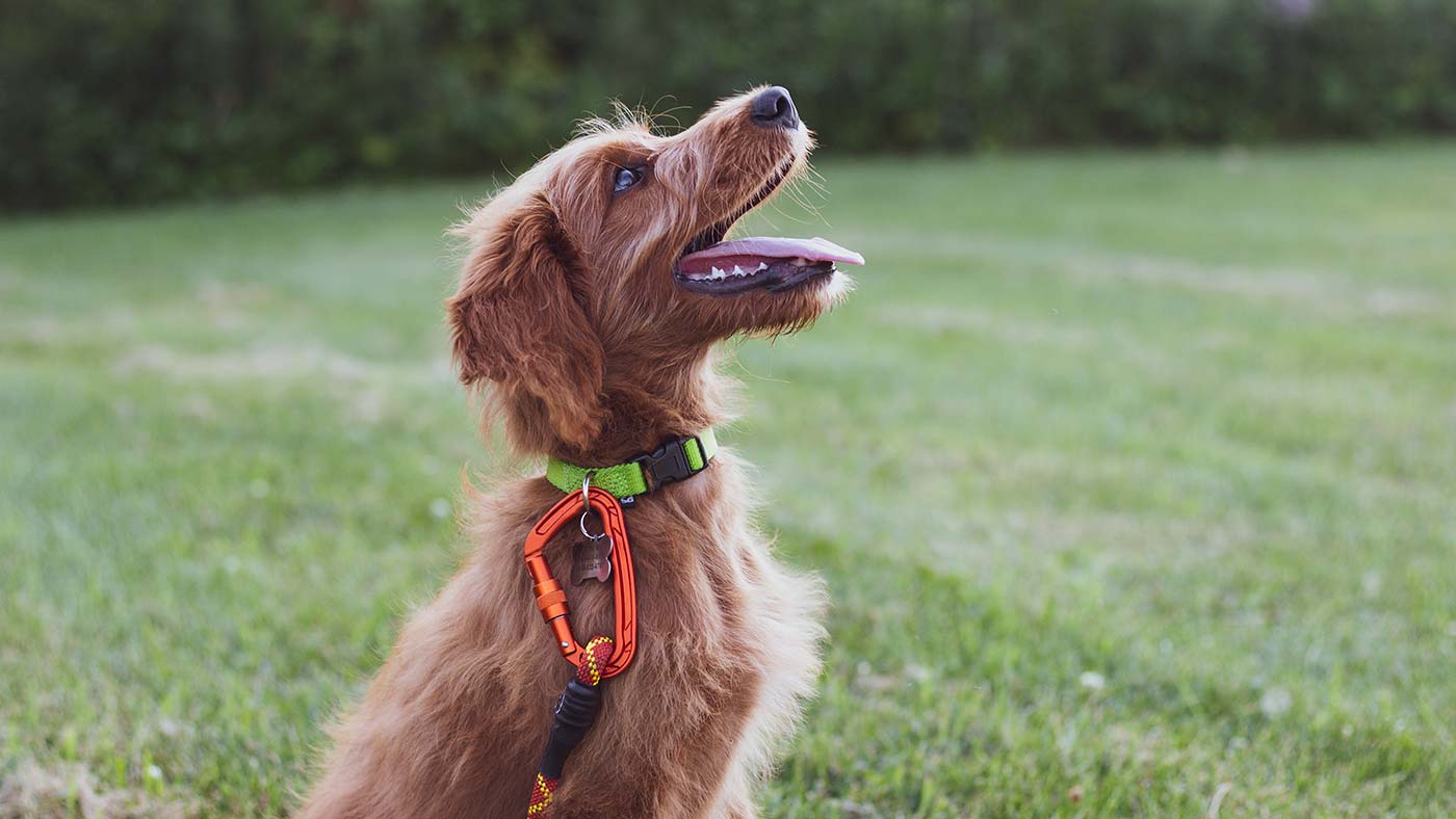 Dog & Puppy Training Classes in Cheshire - Clever Clogs Canine Training