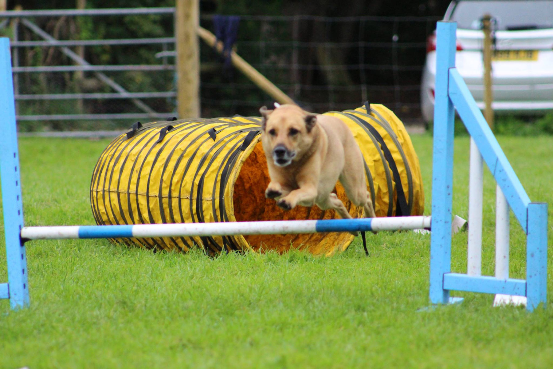 Fun Dog Agility Training, Cheshire - Clever Clogs Canine Training